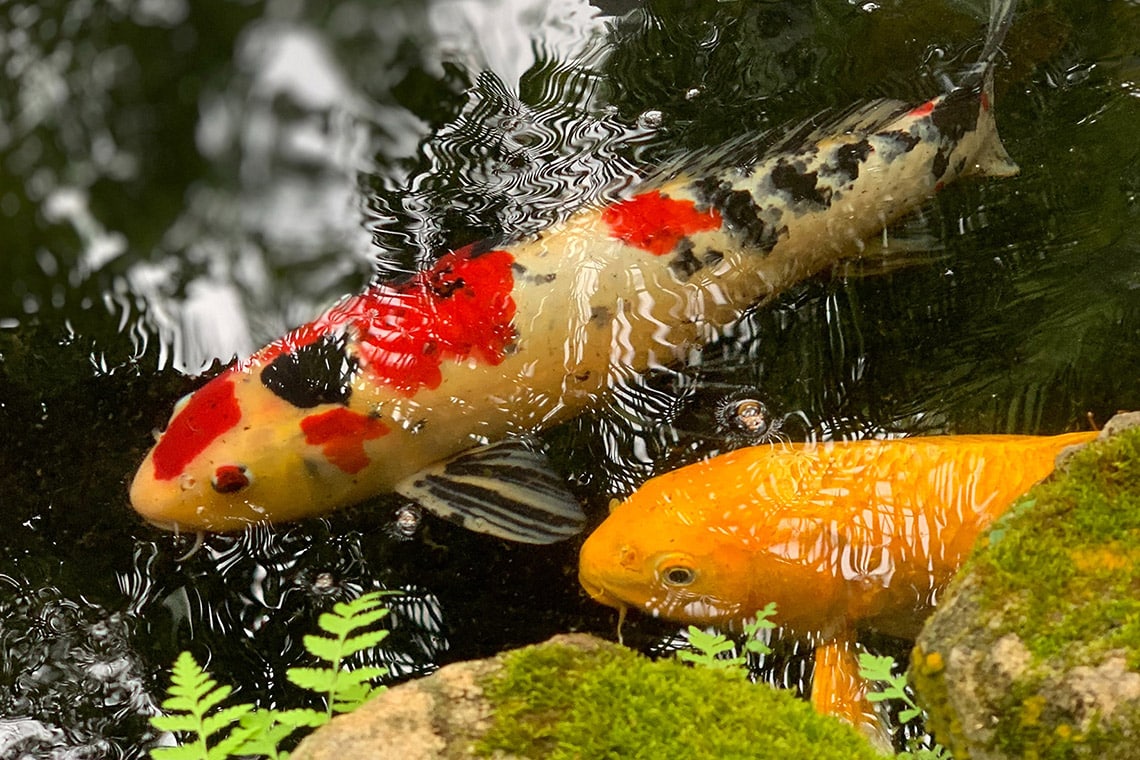 Pond Algae Maintenance and Control - Beckett Corporation