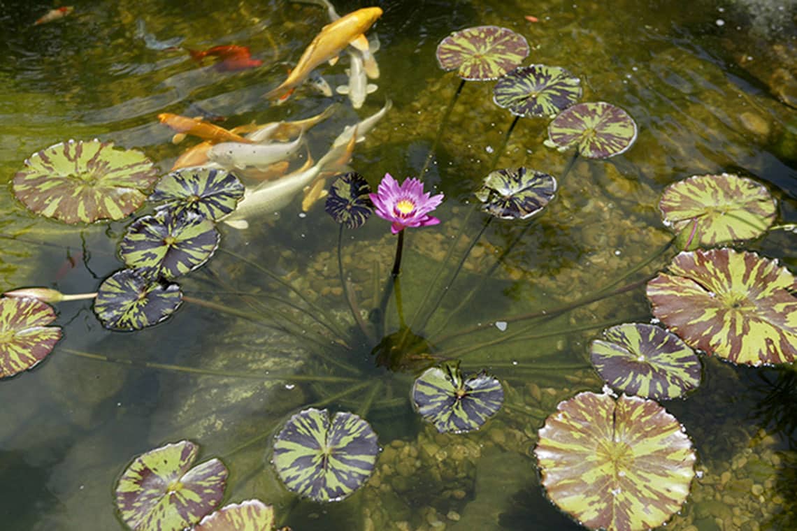 How to Build a Backyard Pond - Beckett Corporation